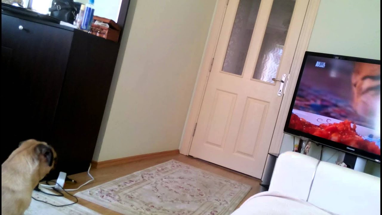 Pugs zeus watch his series program too cute - YouTube