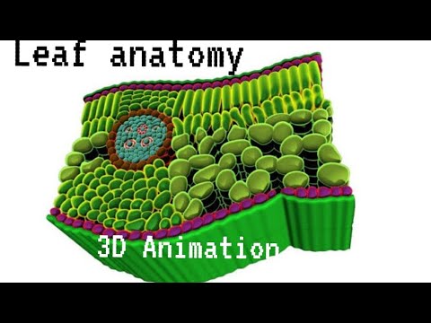 Leaf anatomy 3D animation | structure of leaf - YouTube