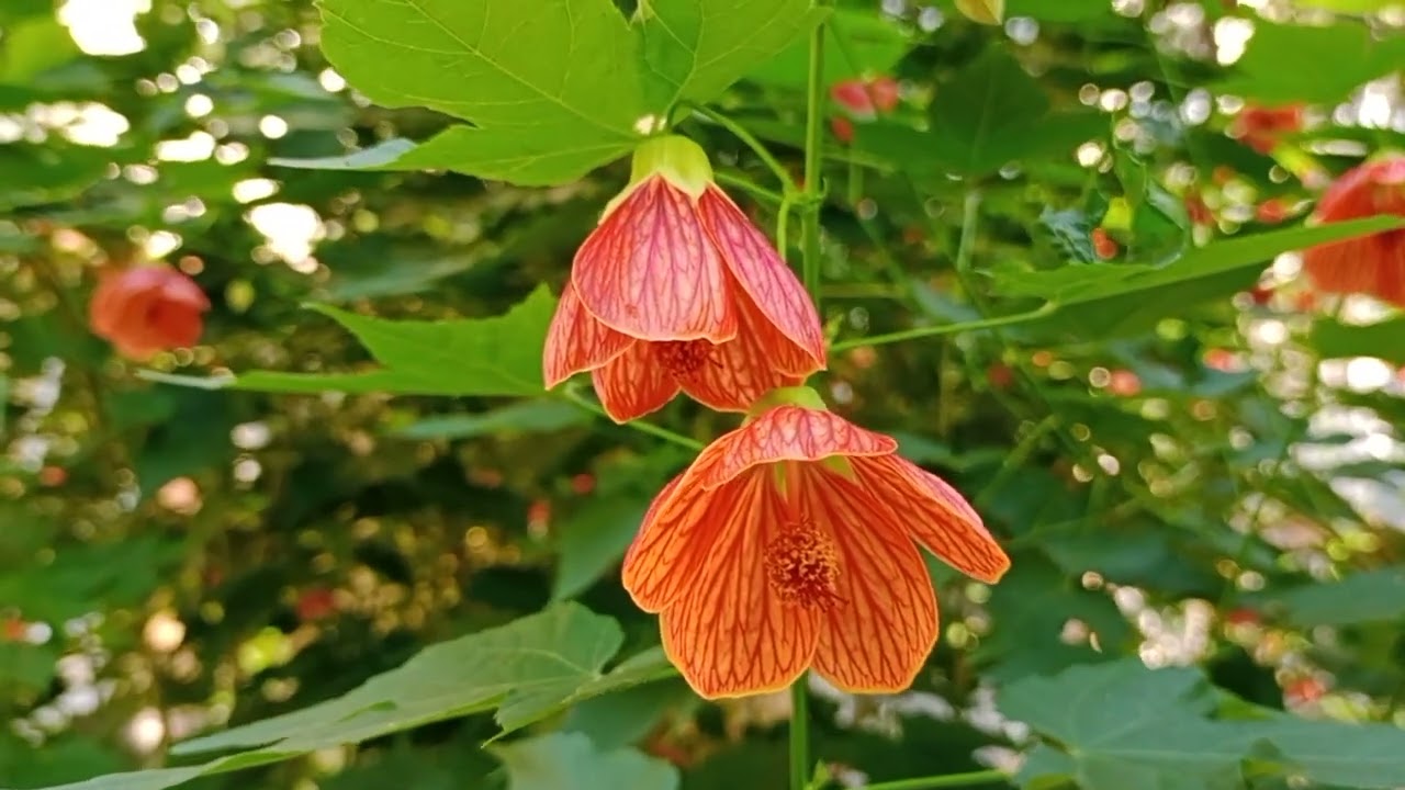 Video without copyright. Nature. Flowers. Vídeo sin derechos de autor ...