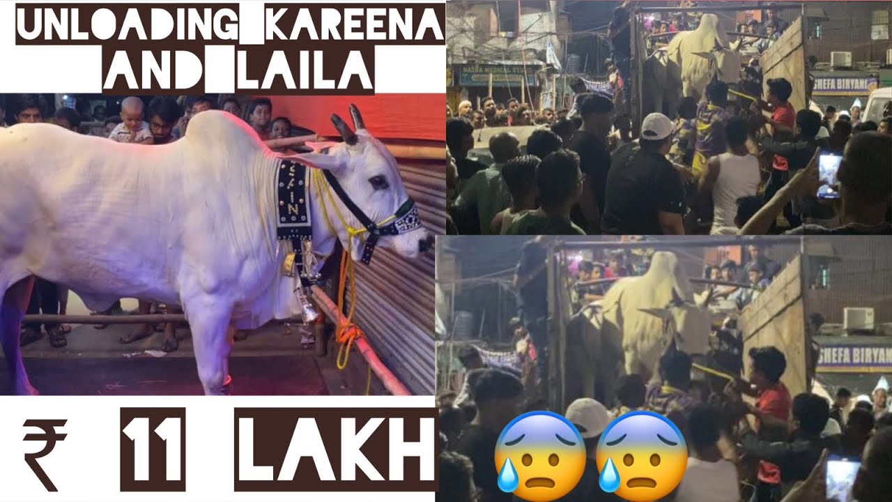 Biggest cow KAREENA and LAILA unloading from HOSSAIN DAIRY @KOLKATA COW ...