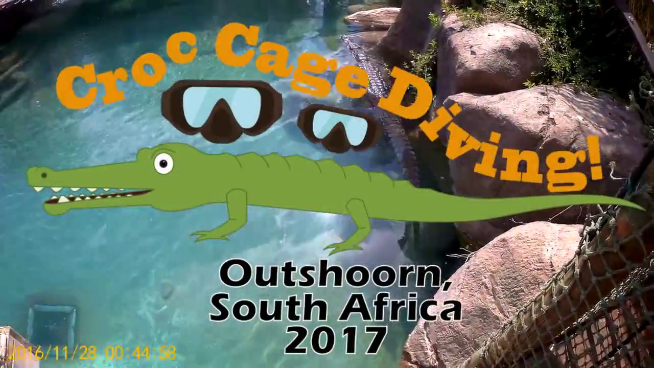 Croc Cage Diving at Cango Wildlife Ranch in South Africa! - YouTube