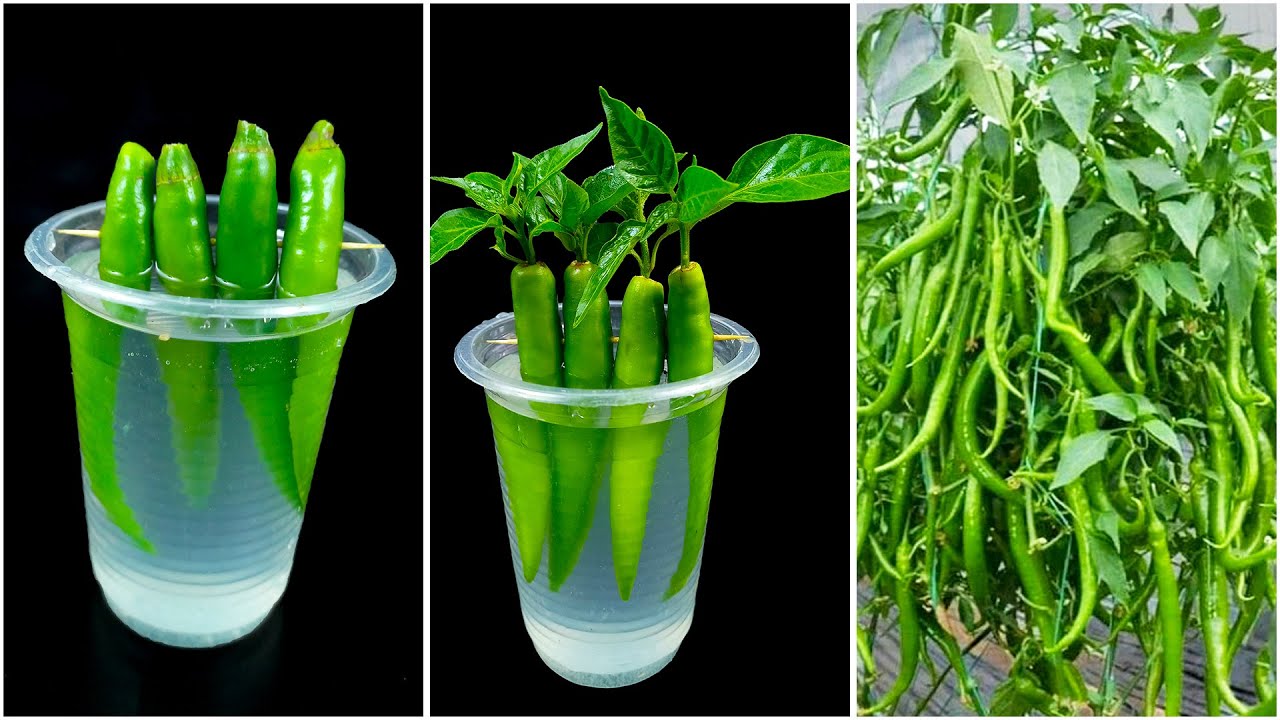 How to grow chili plant at home from chilis || Easy method for ...