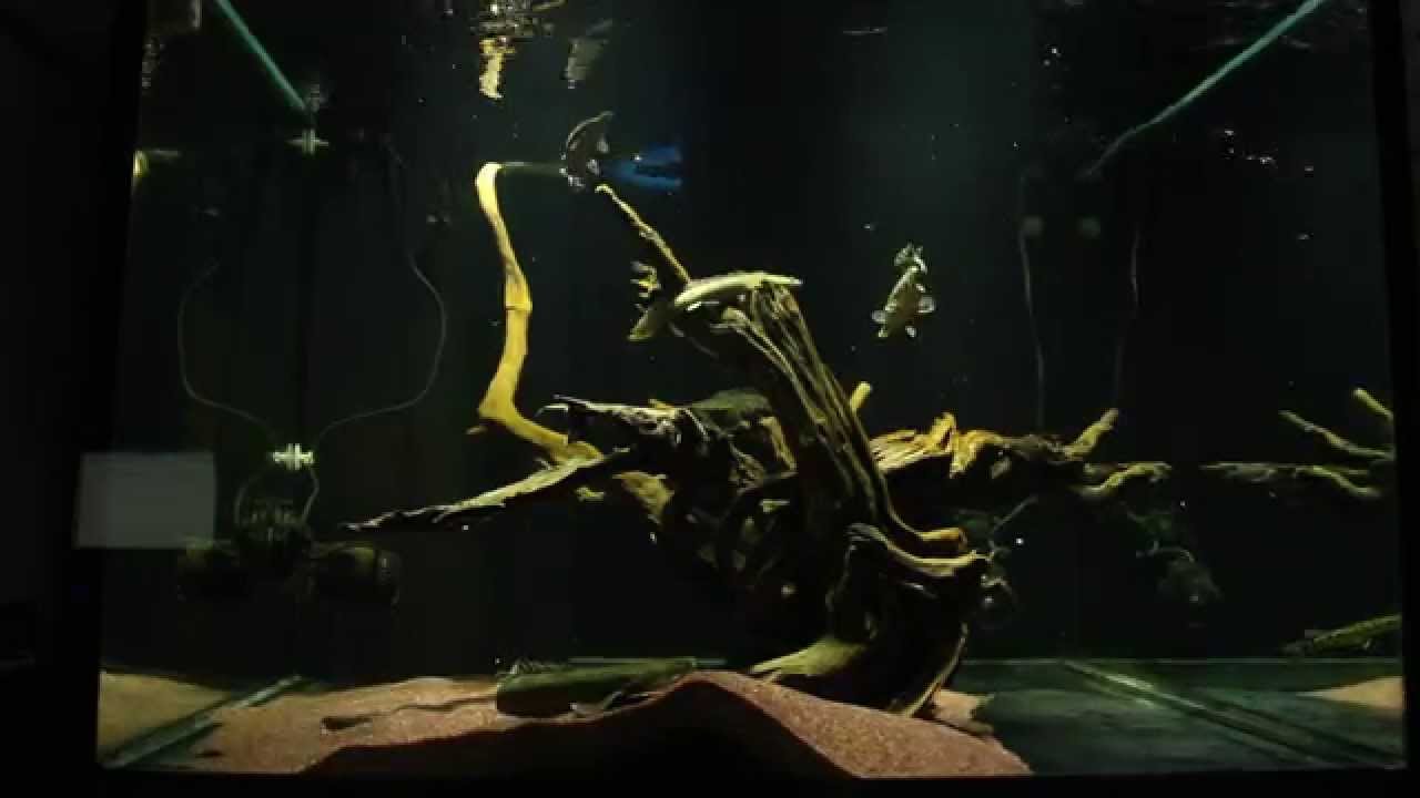 700L Fish Tank for Polypterus - YouTube