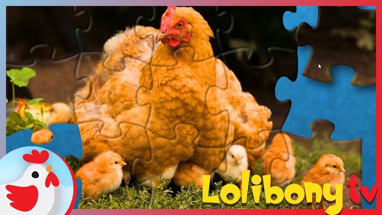 Animals Puzzle chicken and chick Jigsaw Puzzle for kids - YouTube