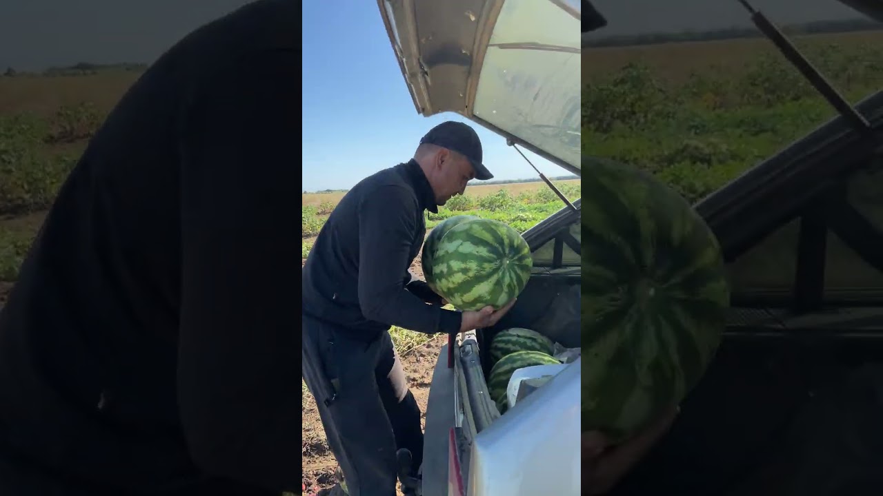 Watermelons in the car - YouTube