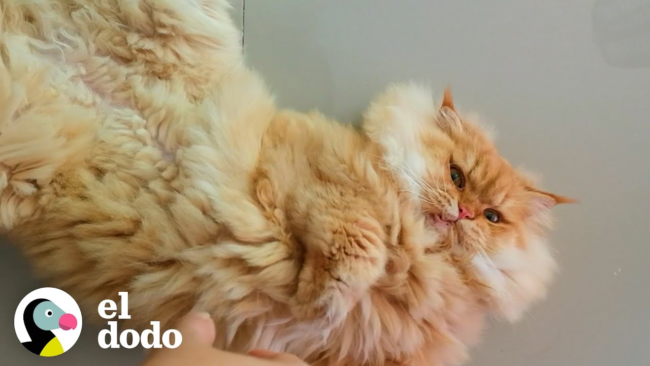 Mira a este gatito escuálido y herido convertirse en el gato más ...