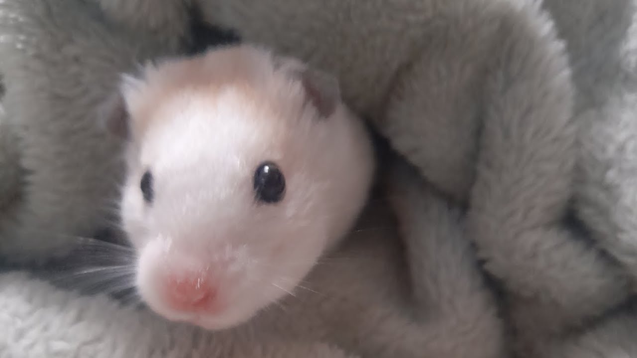 The 4 stages of Fender Bender Oil Change In The Engine The Walmart And ...