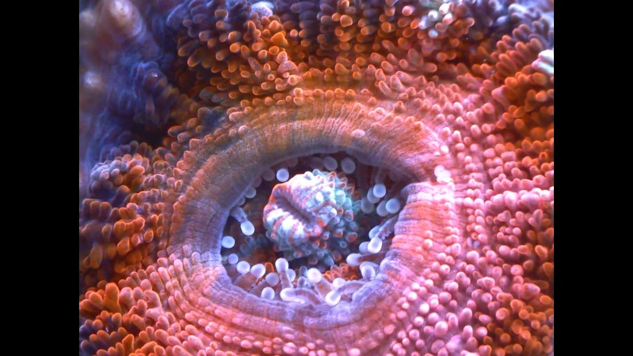 Alien vs Predator - Coral Feeding on Shrimp - YouTube