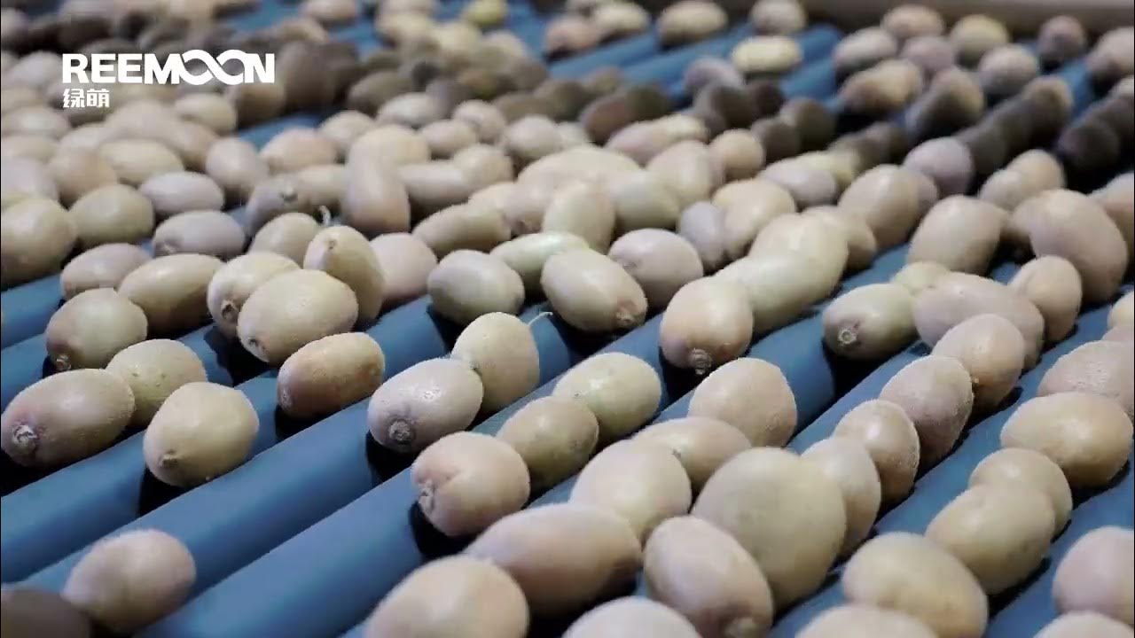 Precise sorting, achieving the peak of kiwifruit quality - Reemoon sorting equipment - YouTube