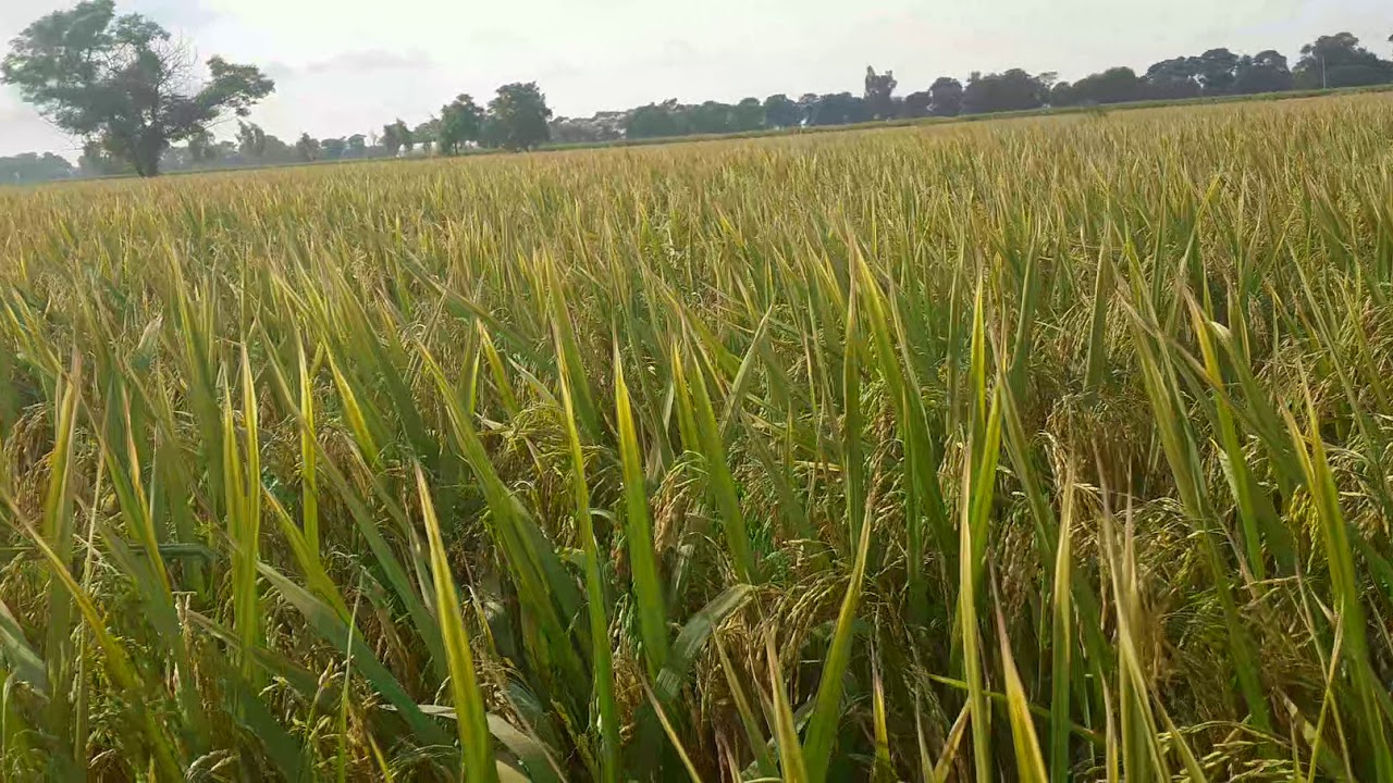 Rice field beauty during wind //beautiful scene of paddy field - YouTube
