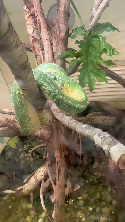 Green Tree Python Chilling! #snakes #snakevideo #serpent #reptiles # ...