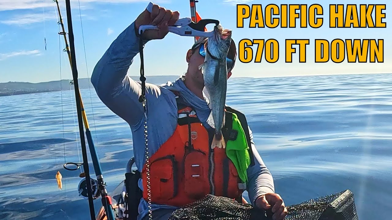 New Species - Pacific Hake 670 ft Down + Rockfish - YouTube