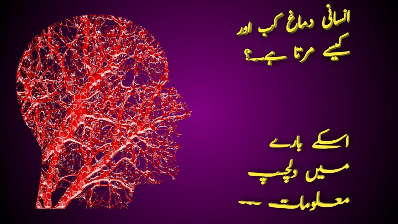 Interesting Facts About Human Brain interesting-facts-about-human-brain
