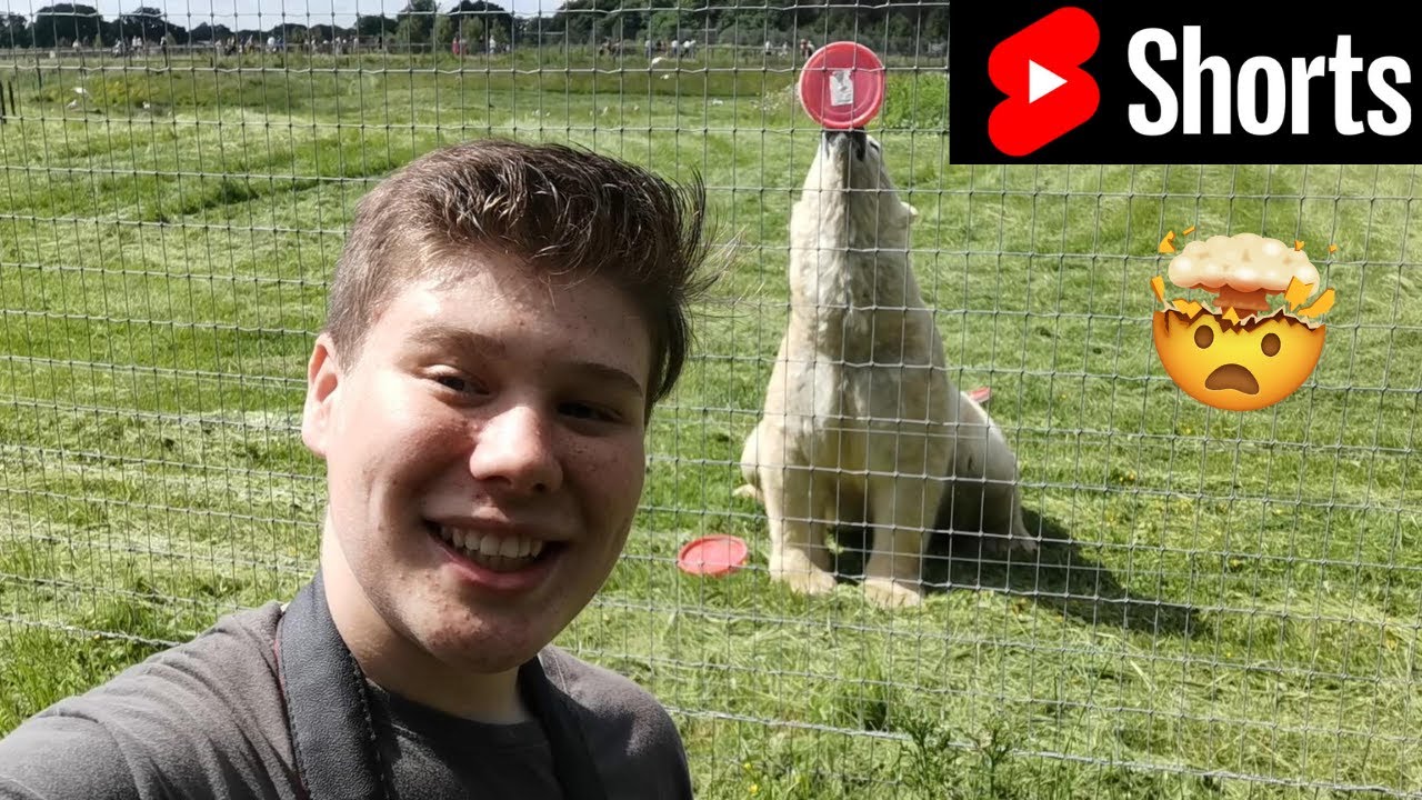 PLAYING FRISBEE WITH A POLAR BEAR!! - #shorts - YouTube