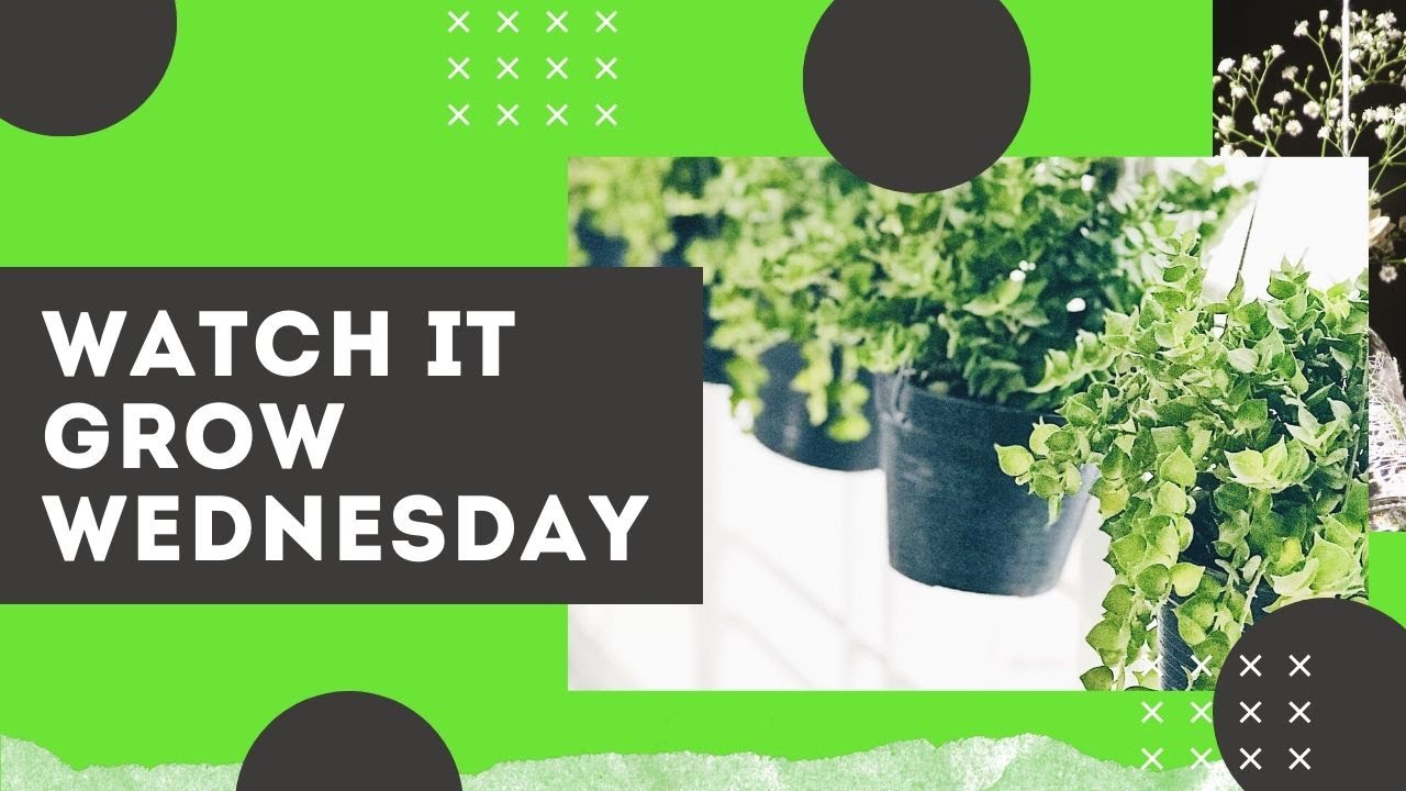Watch it Grow Wednesday - Chia seed Sprouts - YouTube