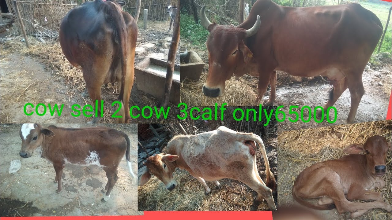 cow sell odisha today#cow sell only65000,#2cow,3calf - YouTube