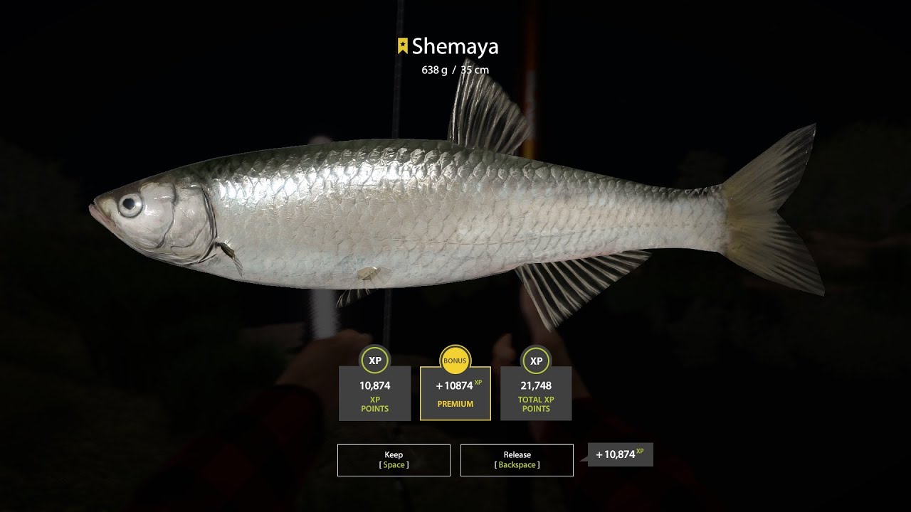RF4 - Trophy Shemaya - 638g - YouTube