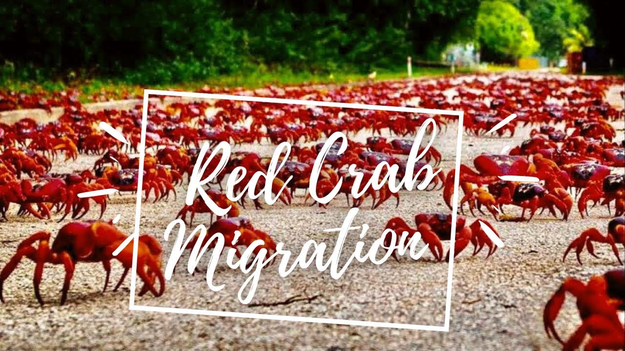 Red Crab Migration at Christmas Island (Australia) - YouTube