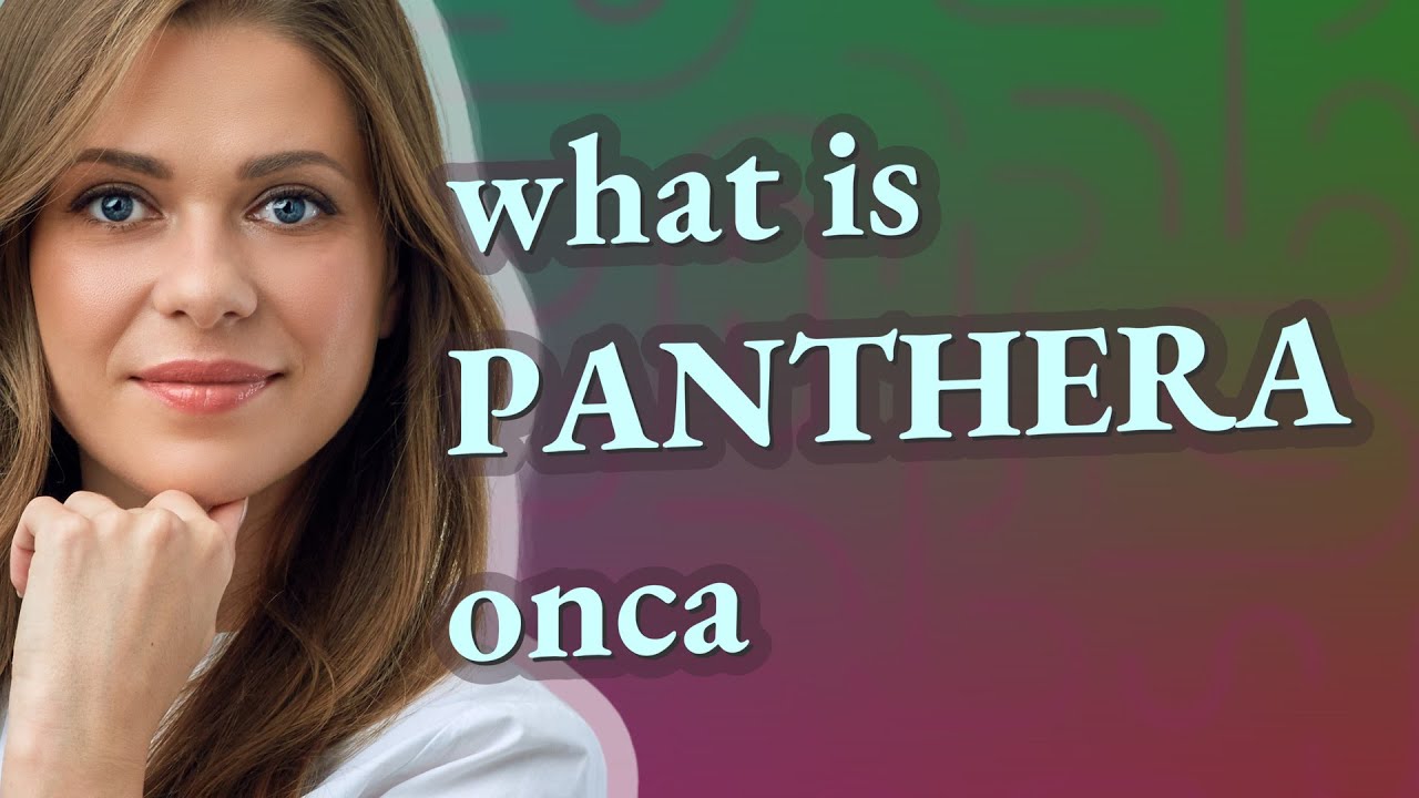 Panthera onca | meaning of Panthera onca - YouTube