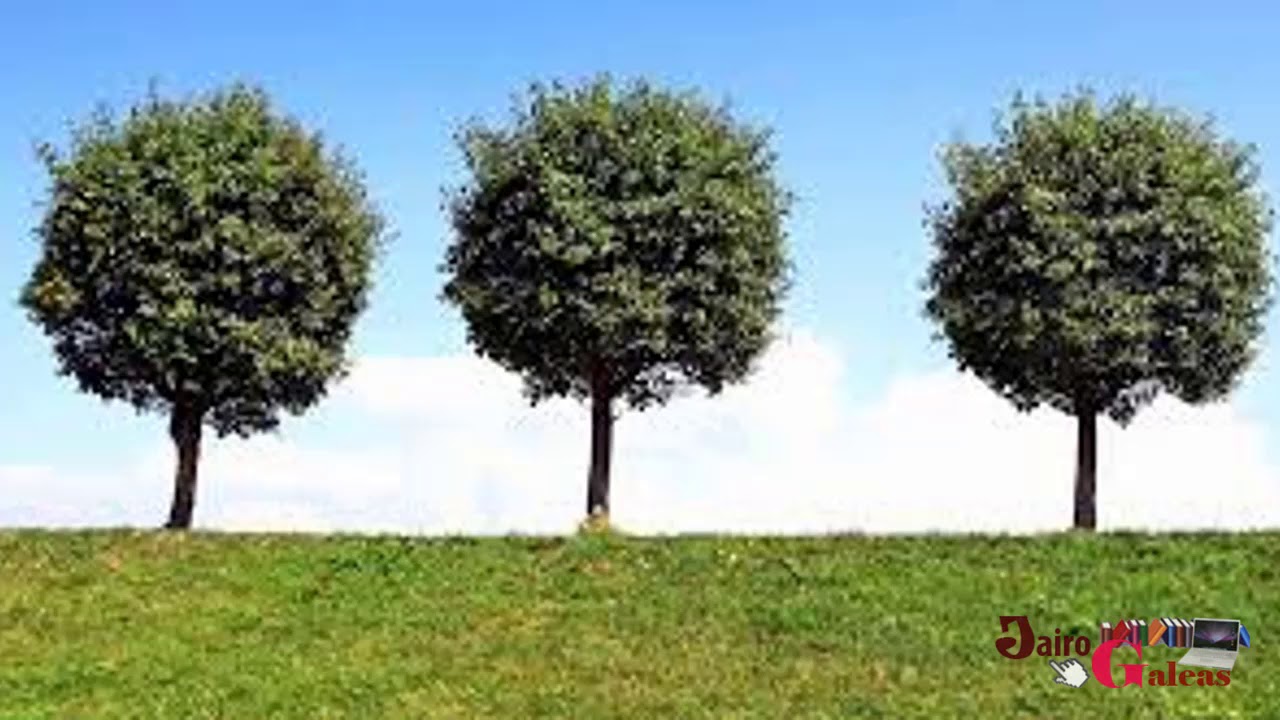 Historia de los tres árboles que sueñan - YouTube