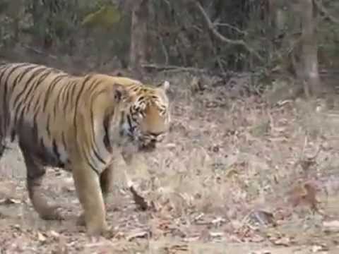 India's Largest Tiger Wagdoh at Tadoba National Park - YouTube