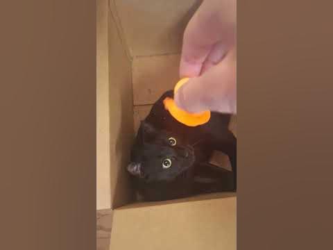 Moony rolling around in catnip - YouTube