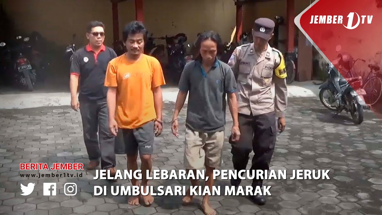 JELANG LEBARAN, PENCURIAN JERUK DI UMBULSARI KIAN MARAK - YouTube