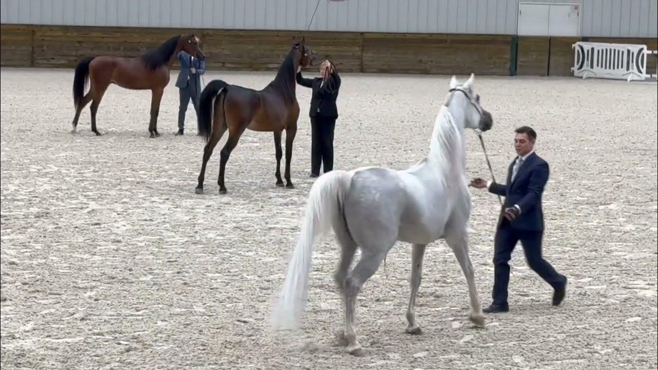 Showing Arabian Horses - YouTube