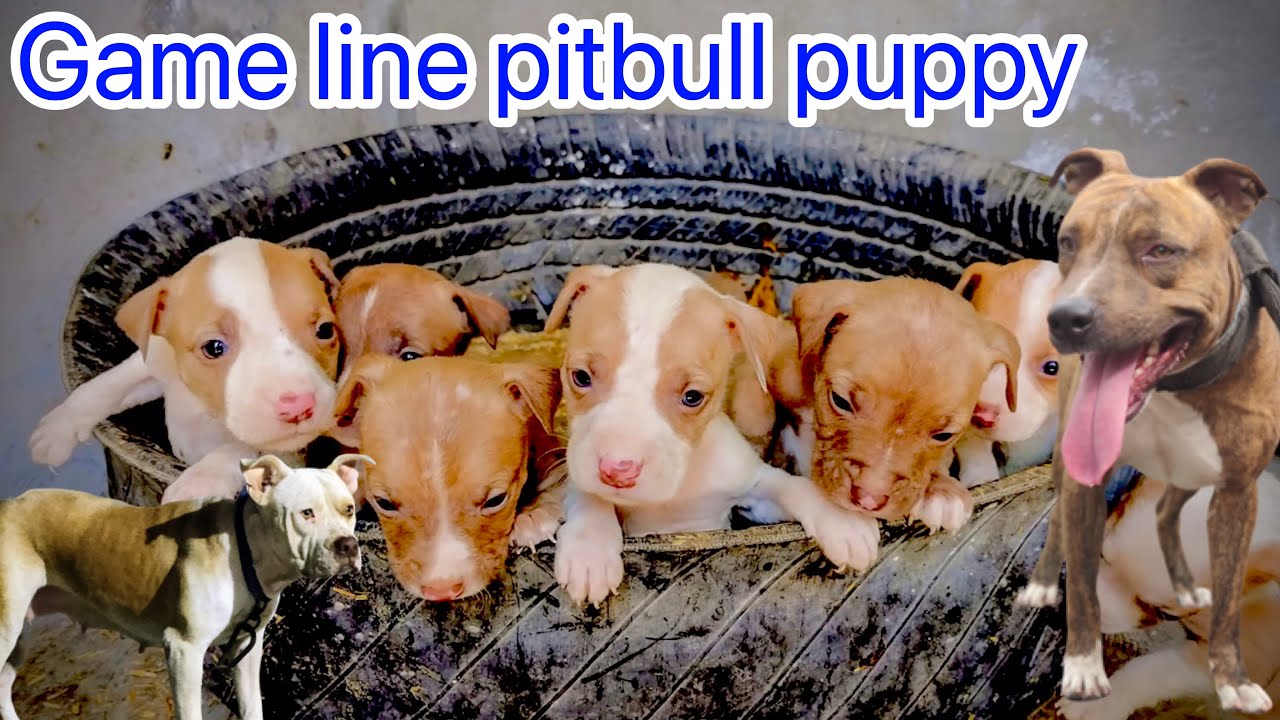 American pitbull puppy available for sale game line pups +923015014241 ...