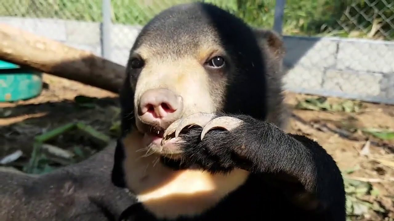 Sun bear cub rescued close to death has amazing rehabilitation - YouTube