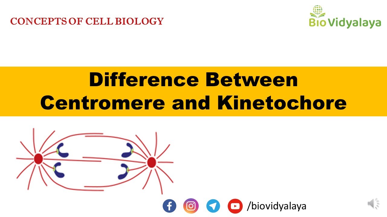Centromere vs. Kinetochore | Cell Biology Basics | HSC | CSIR | GATE ...