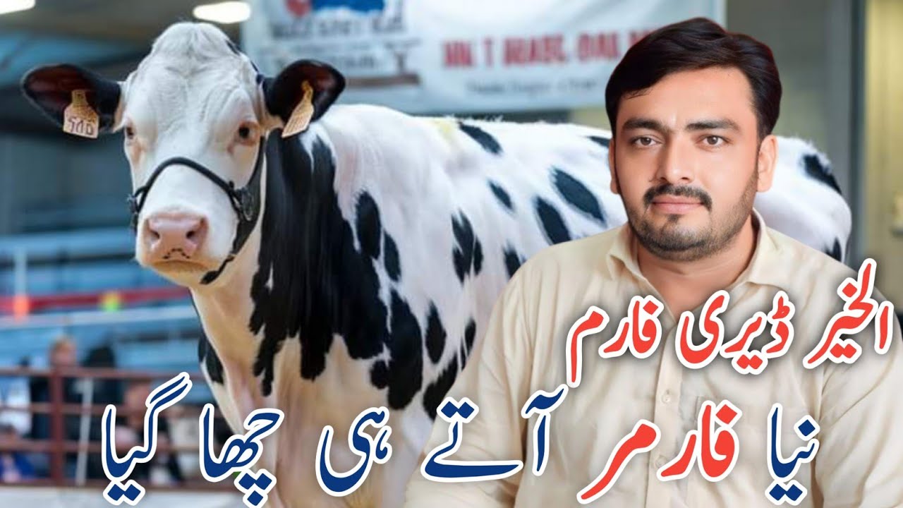 AL KHair Dairy Farm's MOST PRIZED Cows in Pakistan! - YouTube