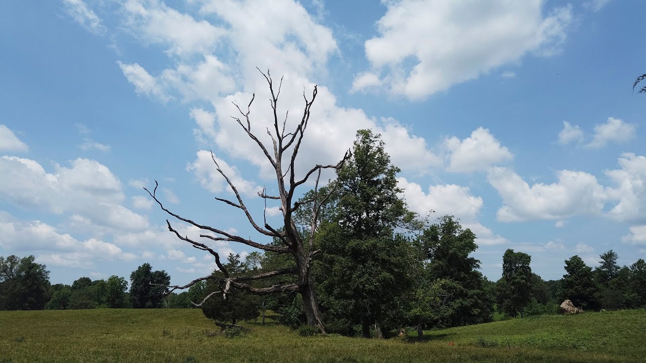 Old Red Oak Time Lapse - YouTube