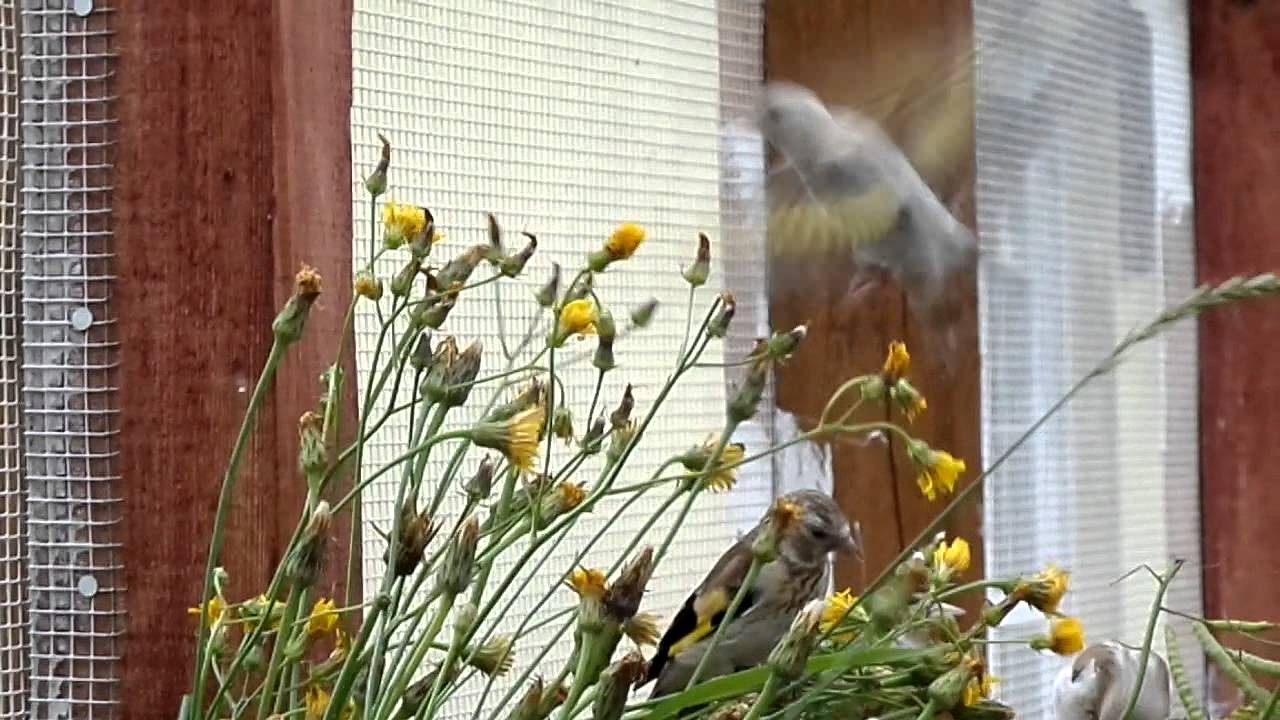 Carduelis Major 2013 - YouTube