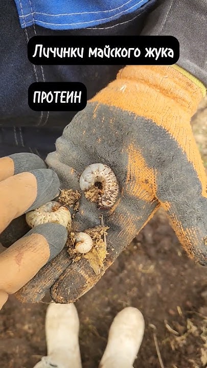 ЛИЧИНКИ МАЙСКОГО ЖУКА 😮 #деревня #фермер #жизньвдеревне - YouTube