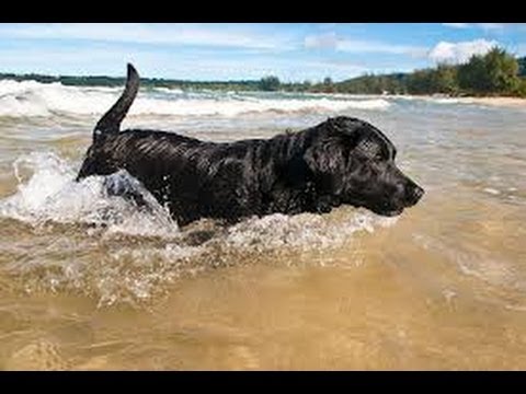 Labrador jumping trough waves / Лабрадор в ОКЕАНЕ - YouTube