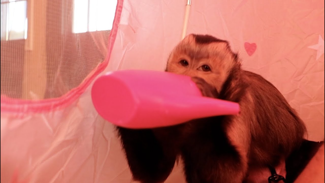 Monkey Princess Tea Party! - YouTube