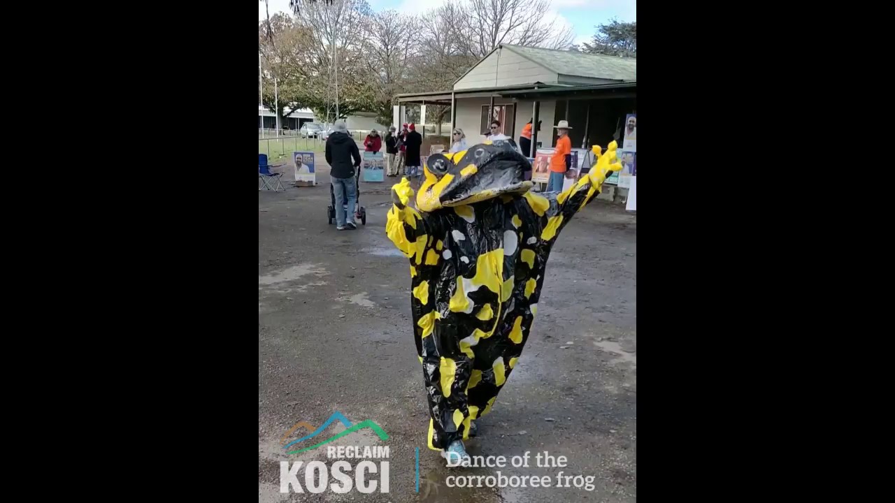 Dance of the corroboree frog - YouTube