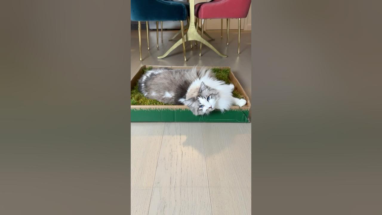 Cat Enrichment Challenge: Cat Grass #ragdoll #catenrichment #catgrass - YouTube
