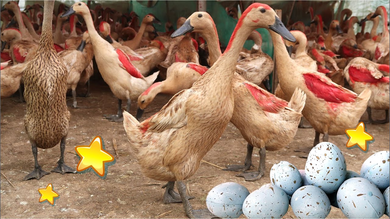 BEBEK , BEBEK LUCU BERENANG , BEBEK LUCU LAGU , LAGU BEBEK AYAM BEBEK ...