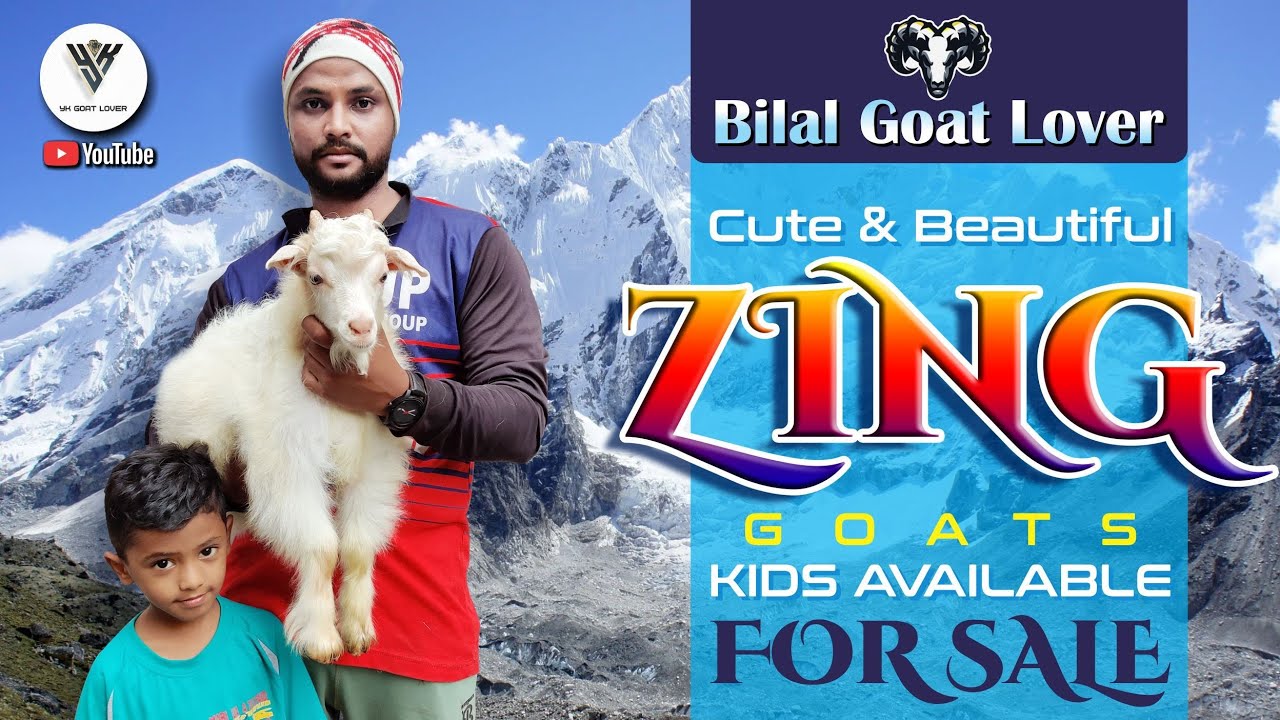 Cute and Beautiful ZING Goats Available for sale in Mominpura Pune I ...