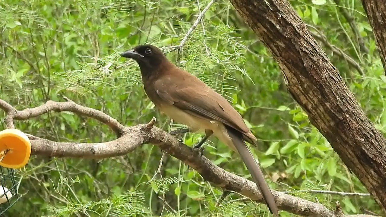 Brown Jay - Pat O'Neil Bird ID's - YouTube