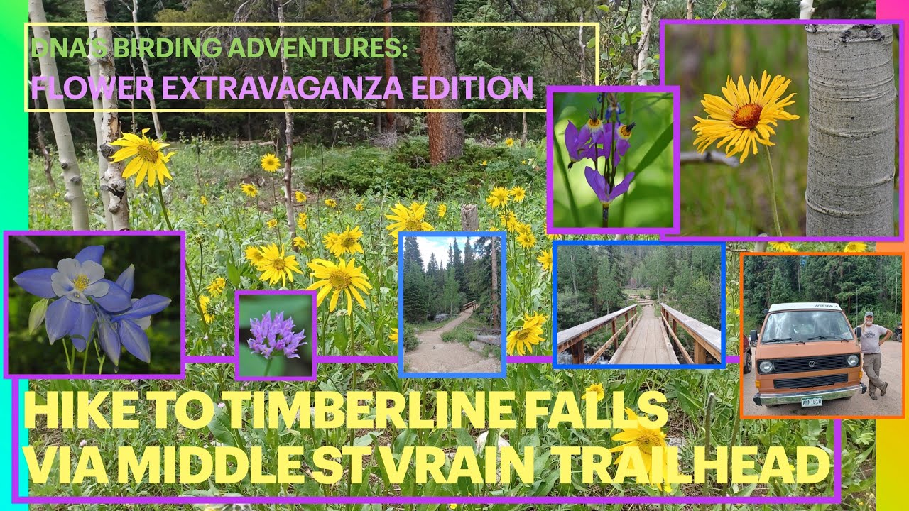 Hike to Timberline Falls-Indian Peaks Wilderness #orchids GALORE - YouTube