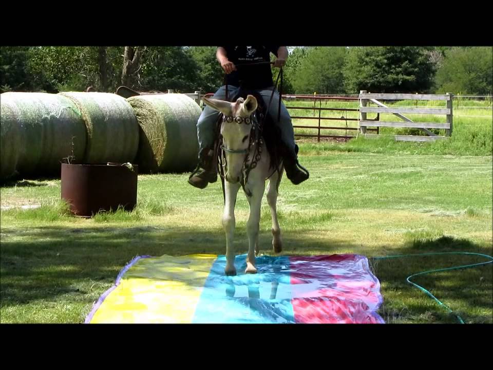 Gaited Jack Donkey vs. Slip-N-Slide - YouTube
