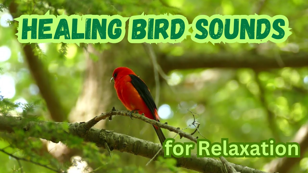 Healing Bird Sounds for Relaxation - 30 Minutes of chirping - YouTube