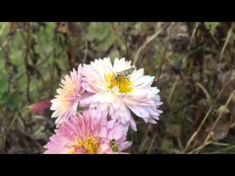 What Do Ailanthus Webworm Moths Eat