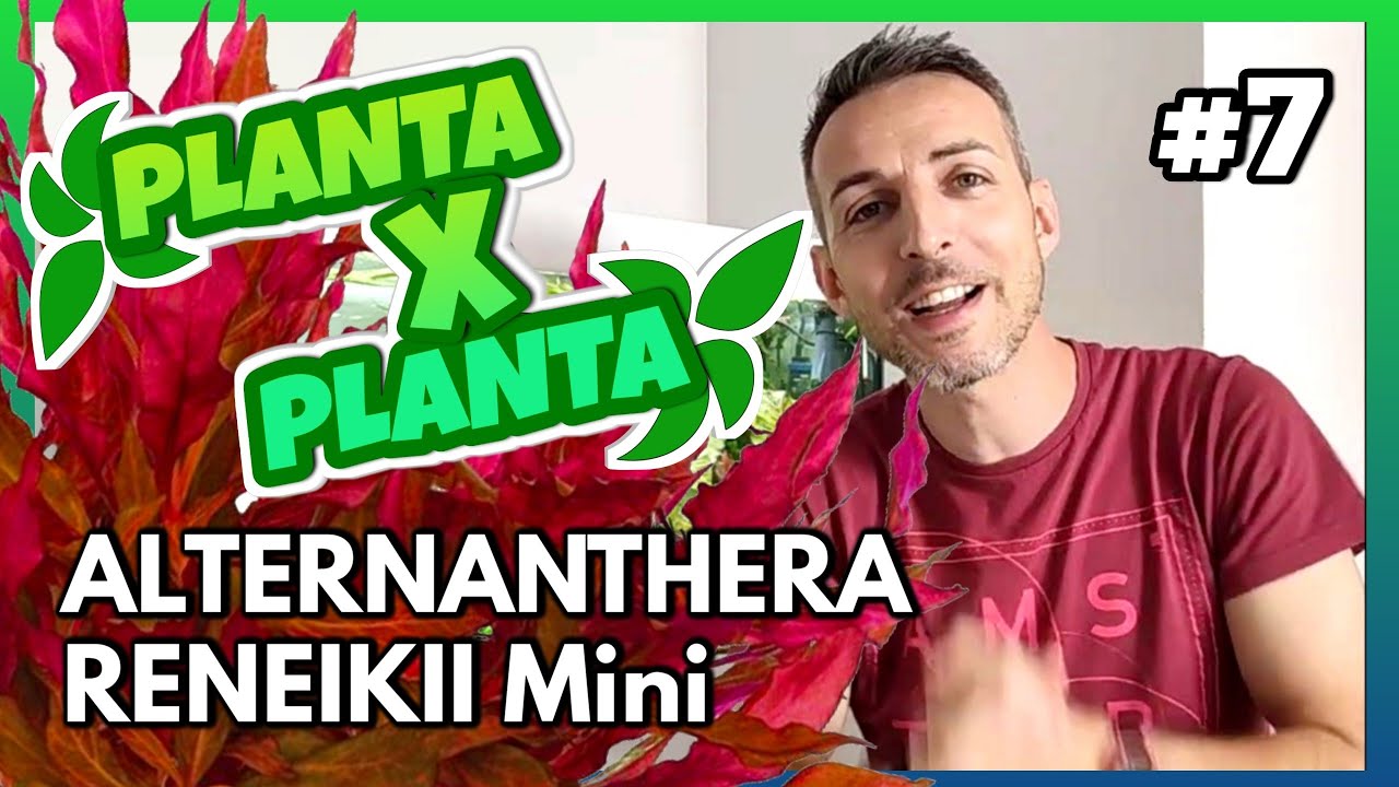 🟢 #7 🌿 // ALTERNANTHERA ReinecKii mini // PLANTA X PLANTA -=l[ MiTu HD ...