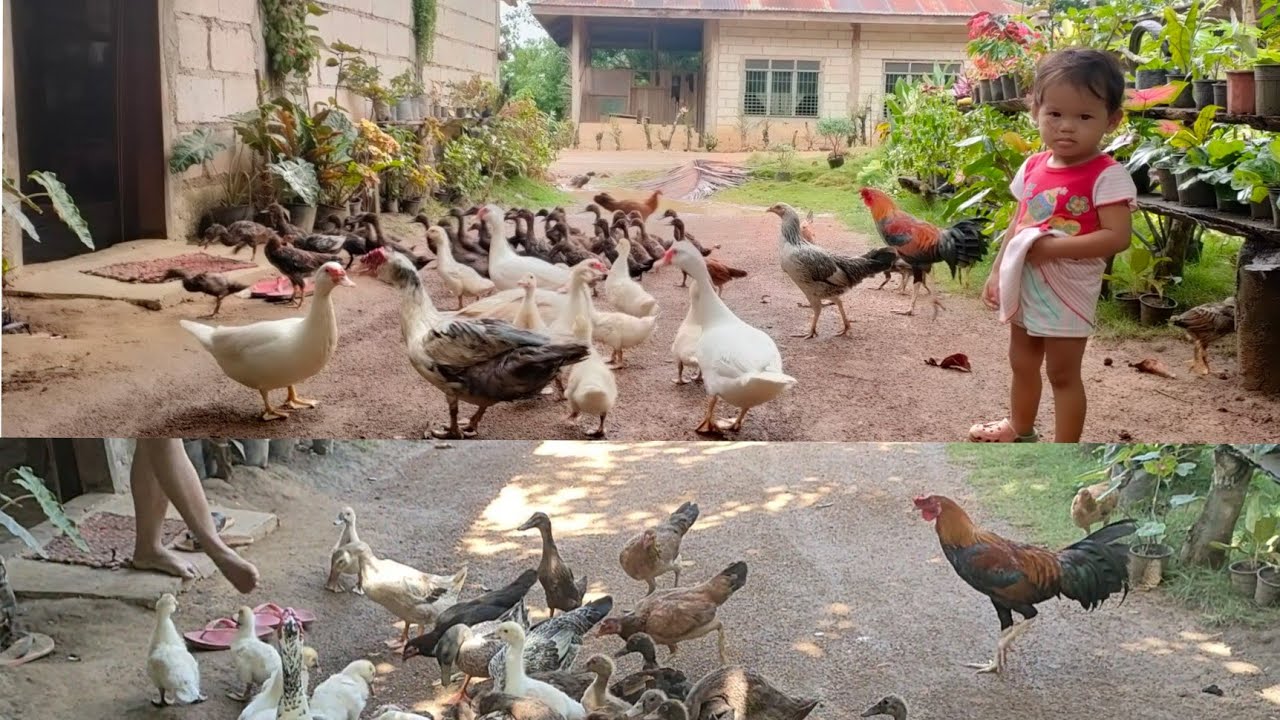 Feeding our backyard duck farming 🦆🦆🦆 - YouTube