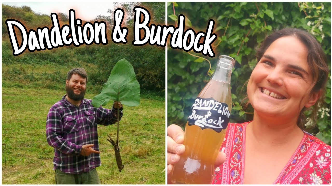How To Harvest & Make Dandelion & Burdock - A Traditional Medieval ...