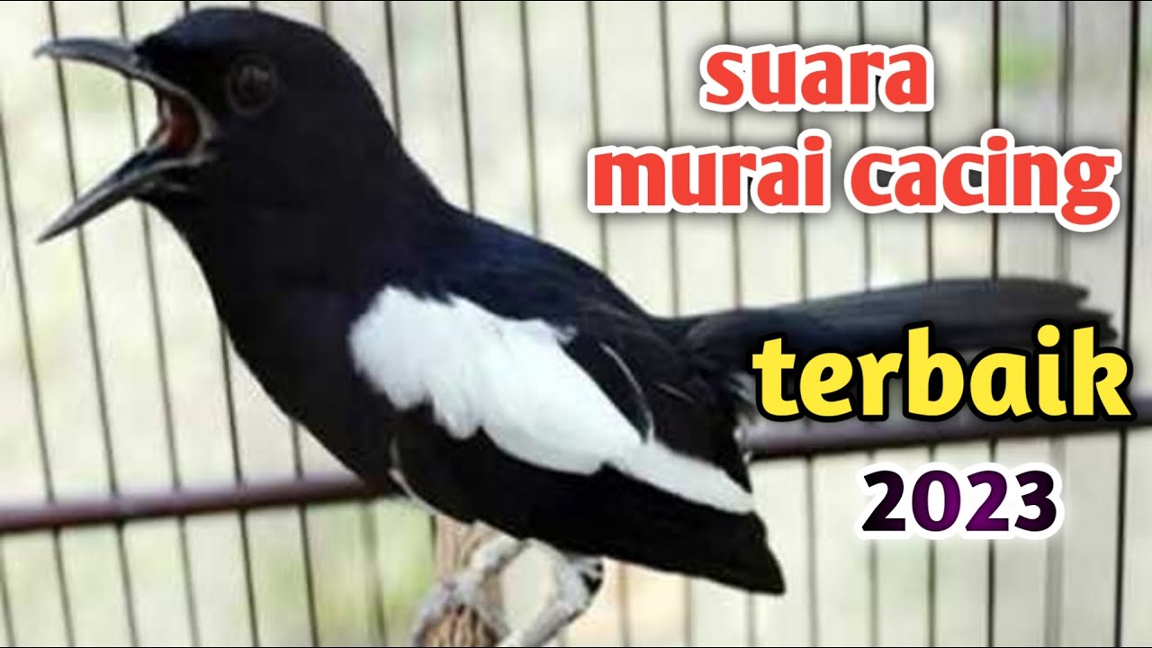 Suara Murai Cacing Terbaik 2023. - YouTube